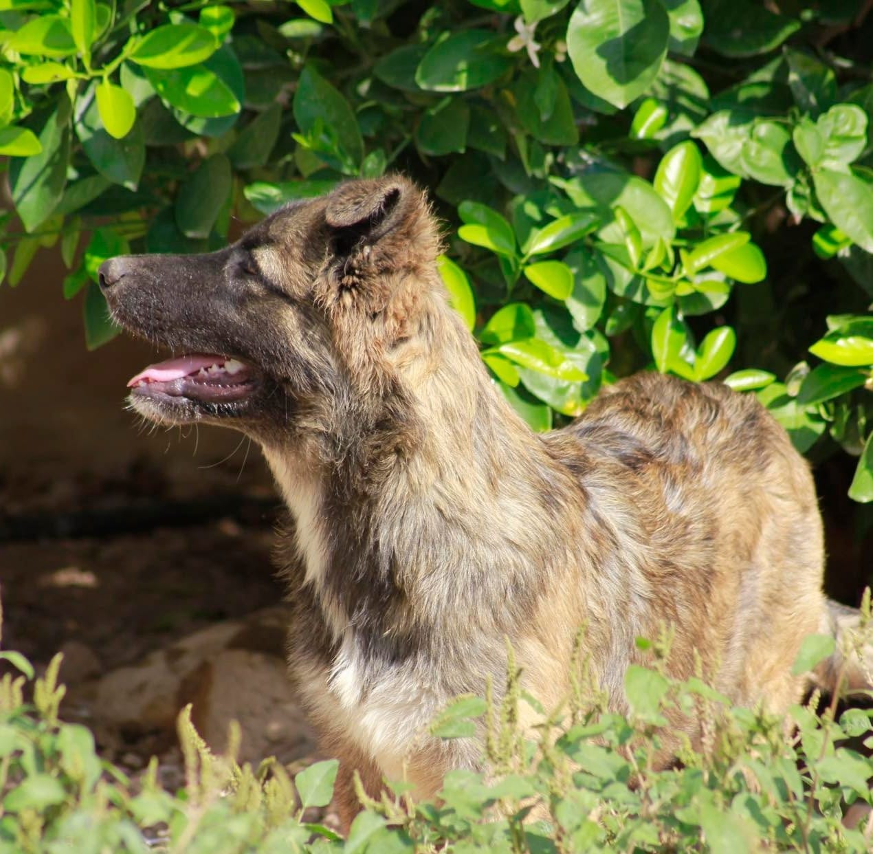 DORIS – PARADISE RESCUE KENNELS